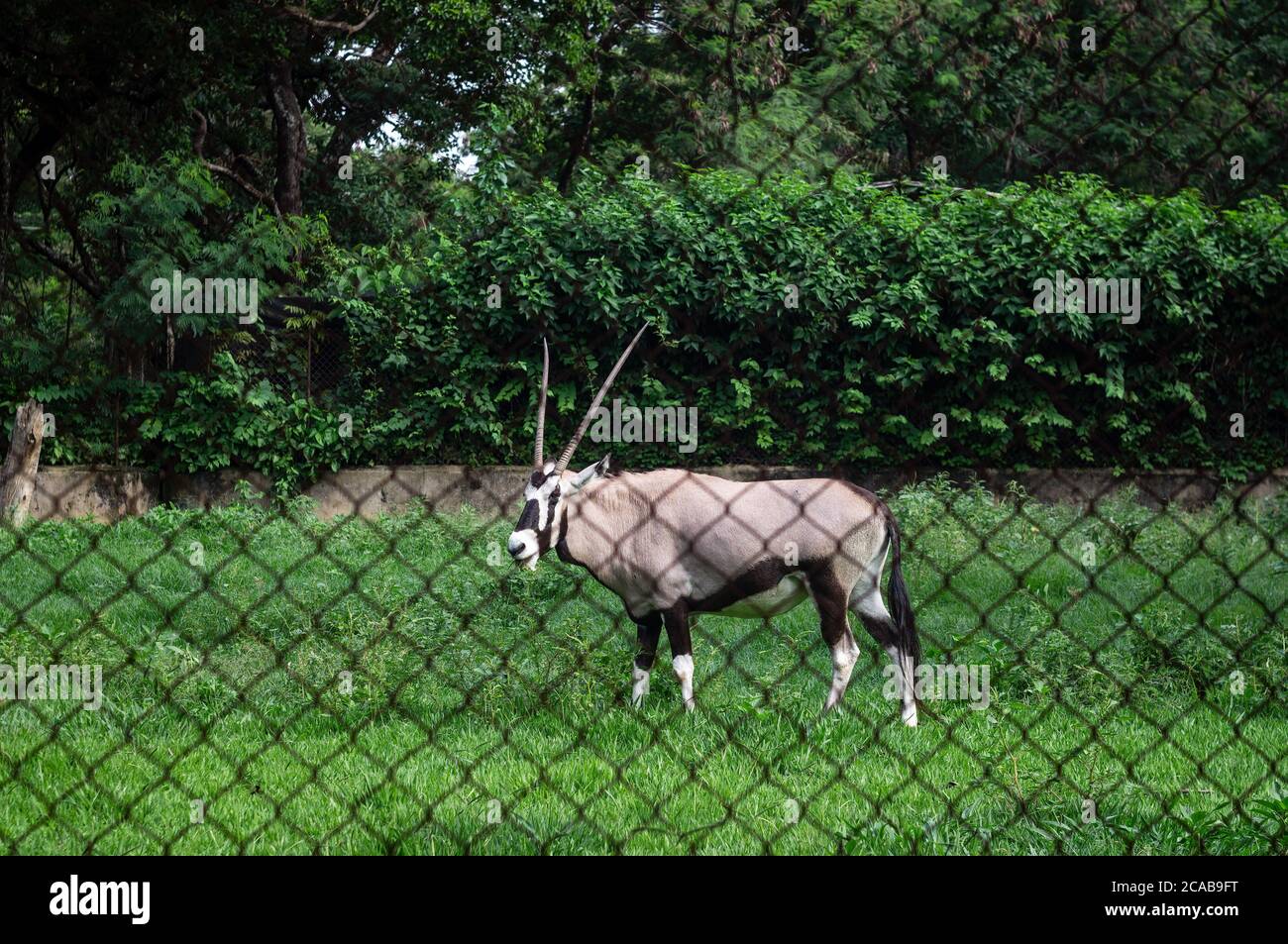 Large animal enclosure zoo hi-res stock photography and images - Alamy