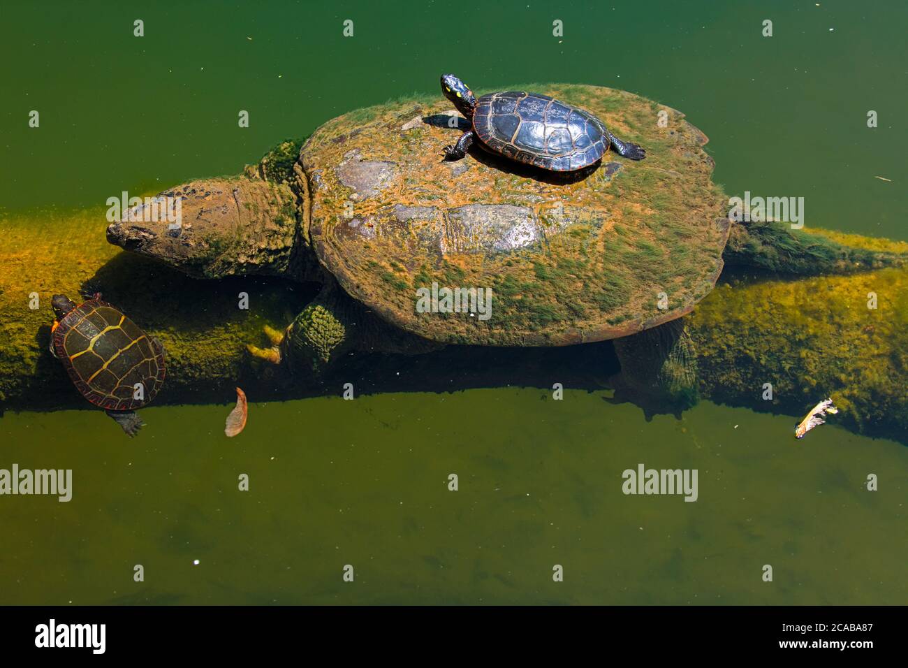 Snapping turtle, Chelydra serpentina, and painted turtles, Chrysemys ...