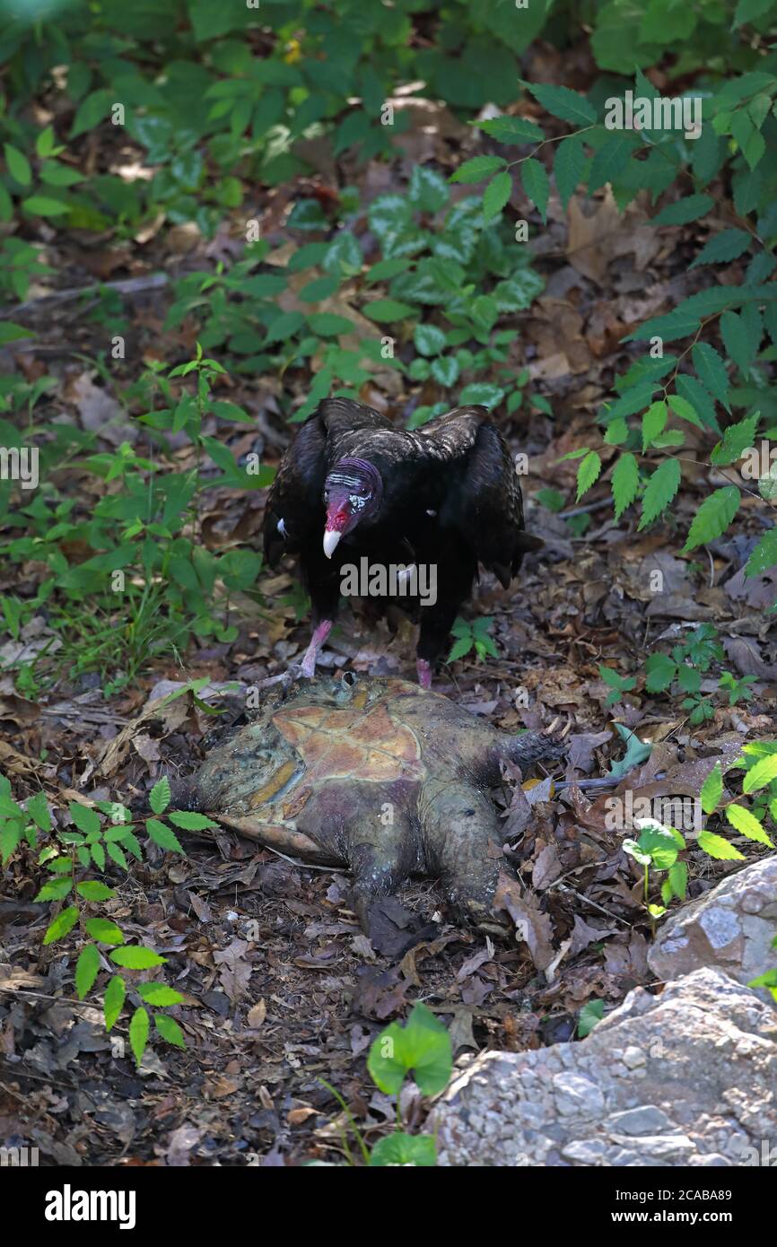 Bird eating turtle hi-res stock photography and images - Alamy