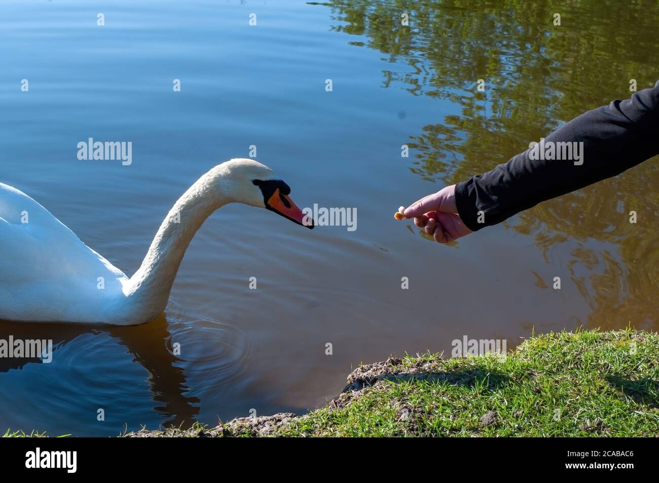 A man's hand feeds a swan in the lake with bread. photo Stock Photo - Alamy