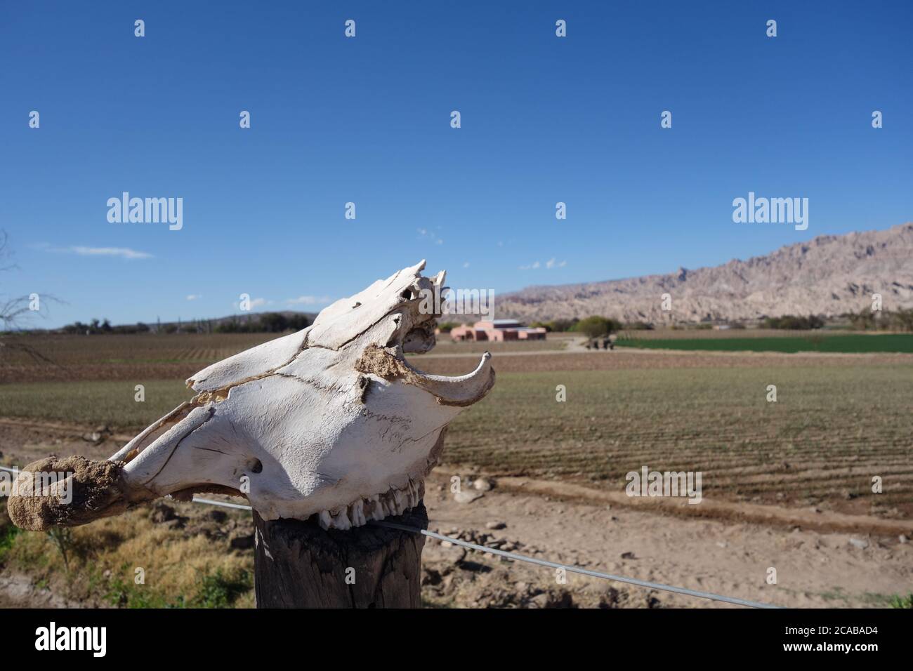 Closeup shot of an animal skull by the road at daytime Stock Photo - Alamy