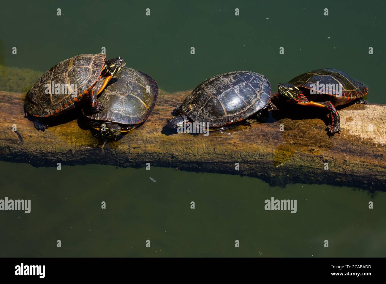 painted turtles, Chrysemys picta, basking, Maryland Stock Photo - Alamy