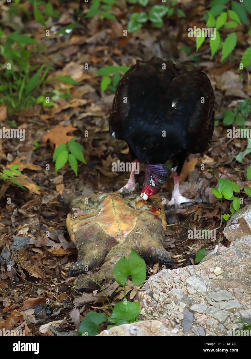 turkey vulture (Cathartes aura), feeding on dead snapping turtle ...