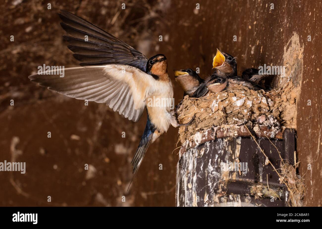 Barn swallow mud nest hi-res stock photography and images - Alamy