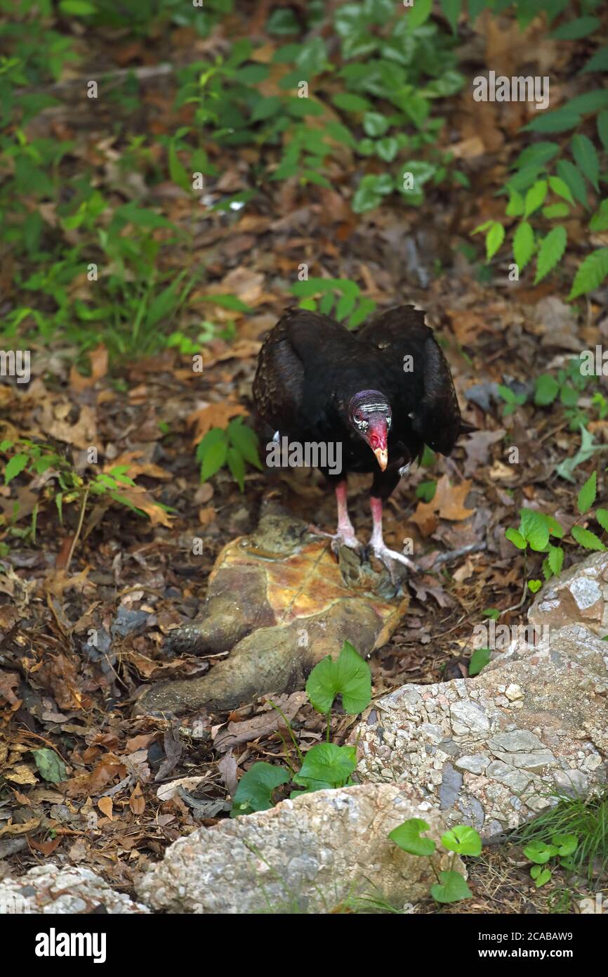 turkey vulture (Cathartes aura), feeding on dead snapping turtle ...