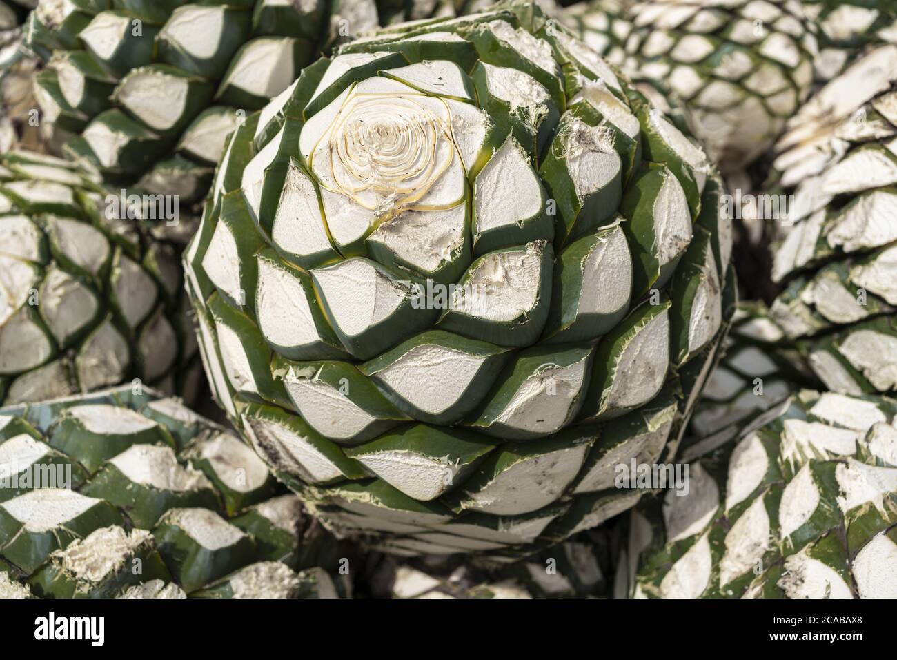 Fresh agave plants for making tequila drink Stock Photo - Alamy
