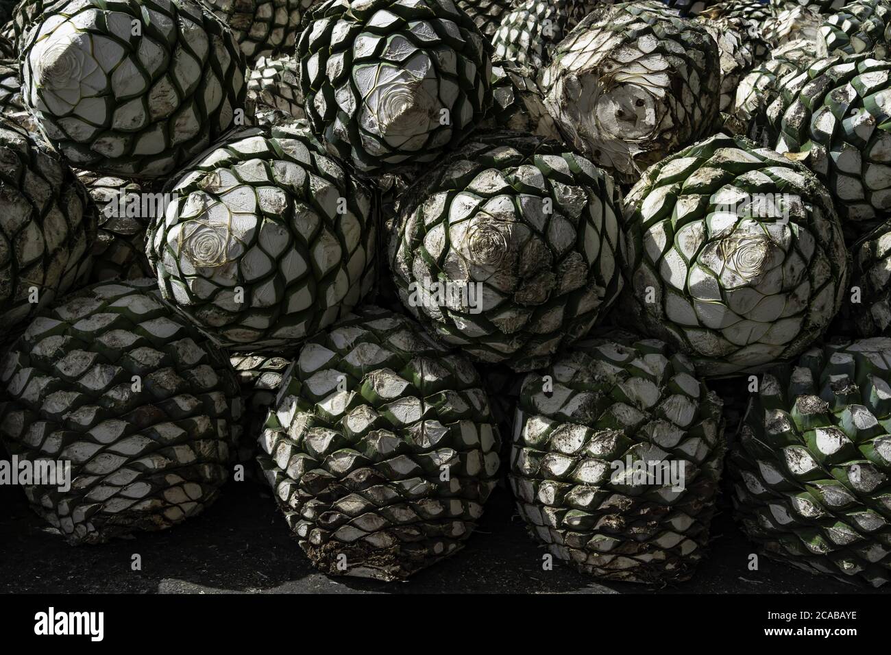 Fresh agave plants for making tequila drink Stock Photo - Alamy