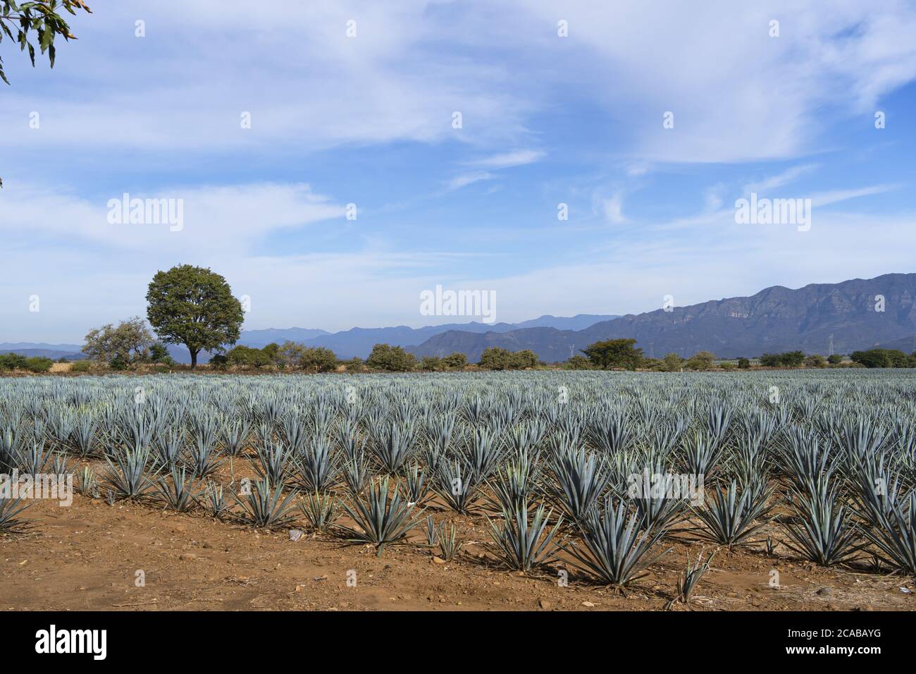 Agricultural field for growing agave plants Stock Photo - Alamy
