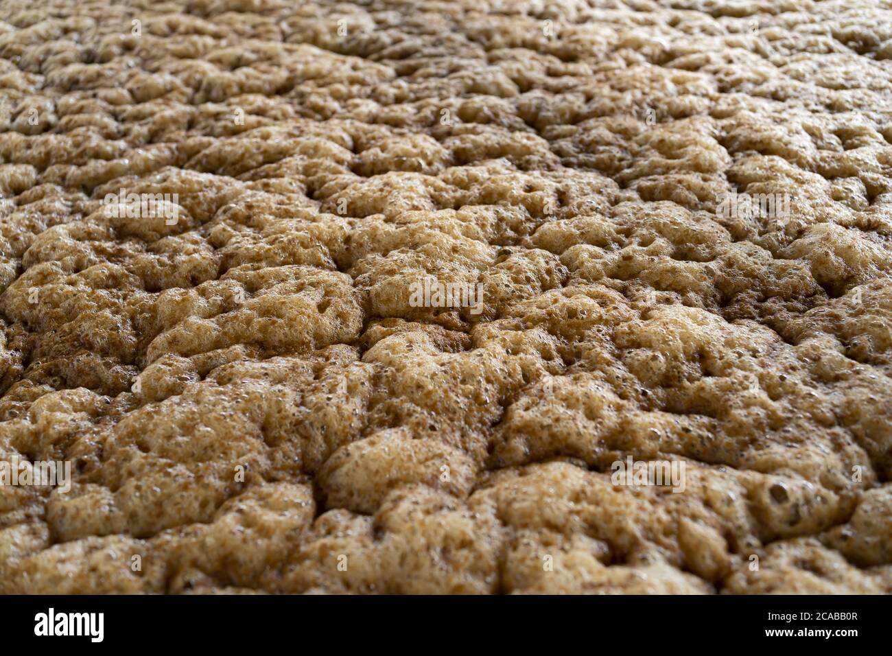 Huge agave hi-res stock photography and images - Alamy
