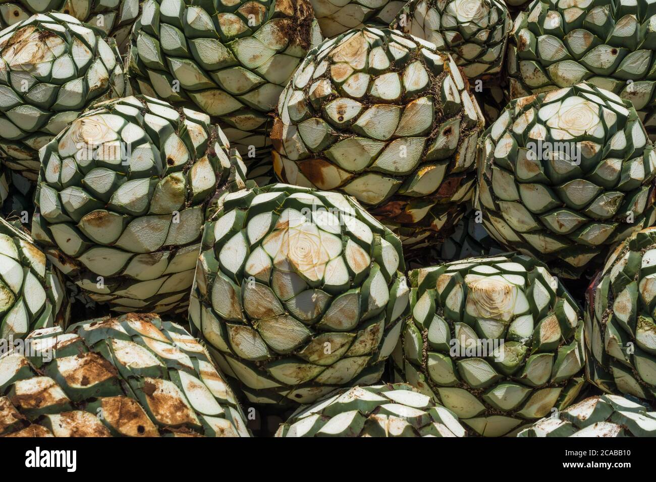 Fresh agave plants for making tequila drink Stock Photo - Alamy