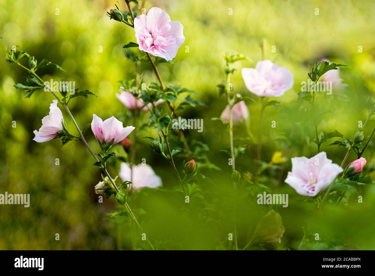 Beautiful Hollyhock Flowers Blooming in a Garden Stock Photo - Alamy