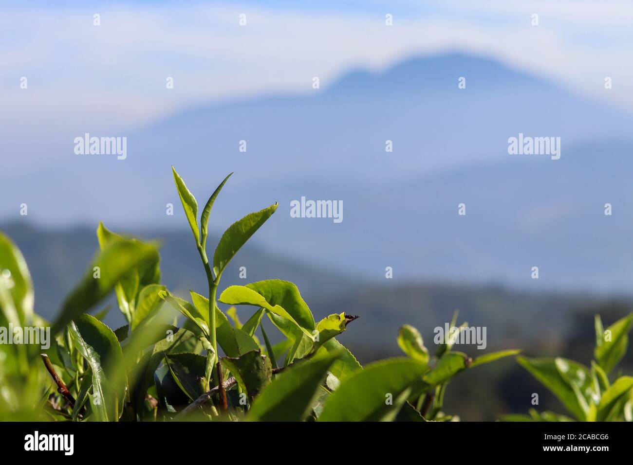 A tea leaf plantation with a blurry mountain backdrop Stock Photo - Alamy