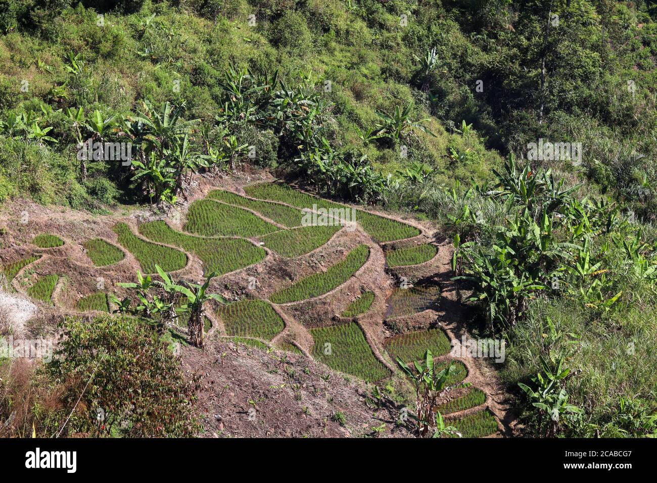 rice terraces in the middle of banana gardens Stock Photo - Alamy
