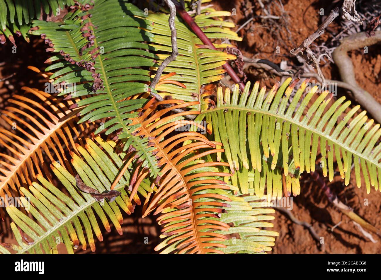 Fern leaves are almost old with a brownish yellow color Stock Photo - Alamy