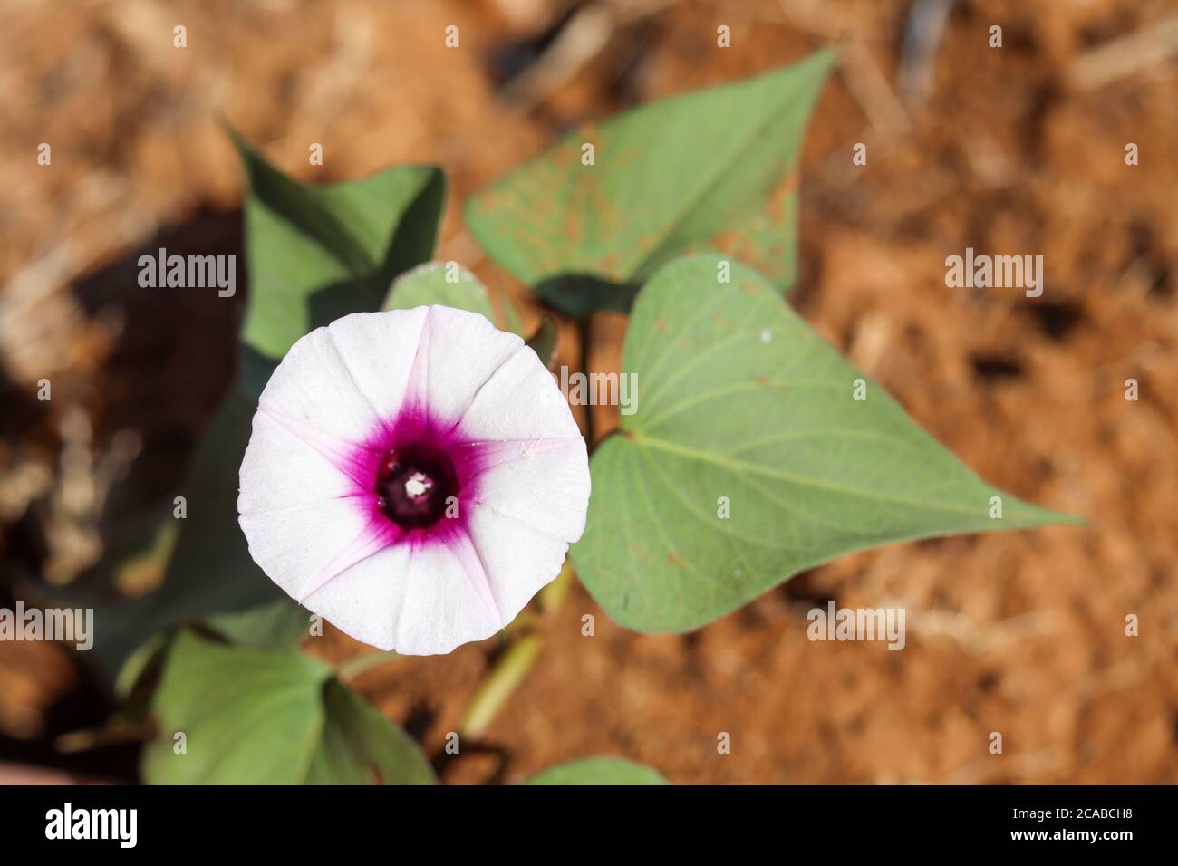 Sweet Potato Flower