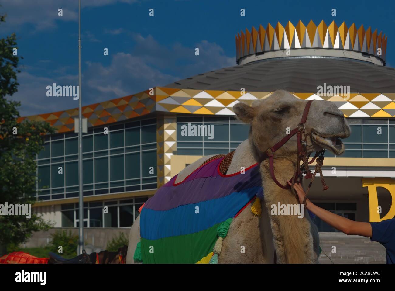 Circus camel camels hi-res stock photography and images - Alamy