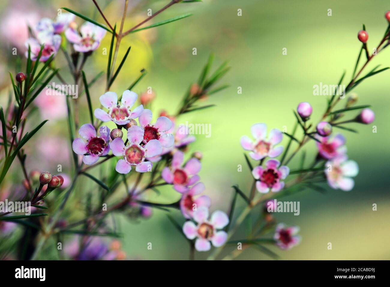 Pink flowers of an Australian native Geraldton Wax cultivar, CWA Pink ...