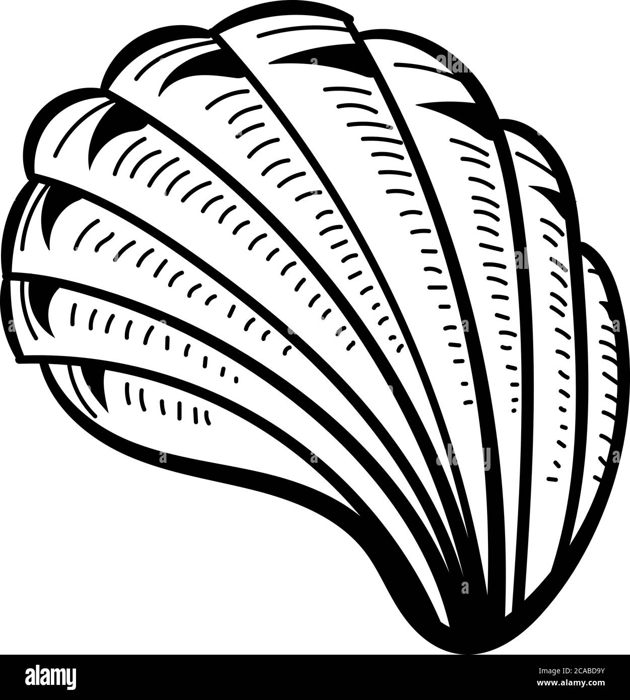 Angular murex seashell hand drawn illustration Stock Vector Image & Art ...