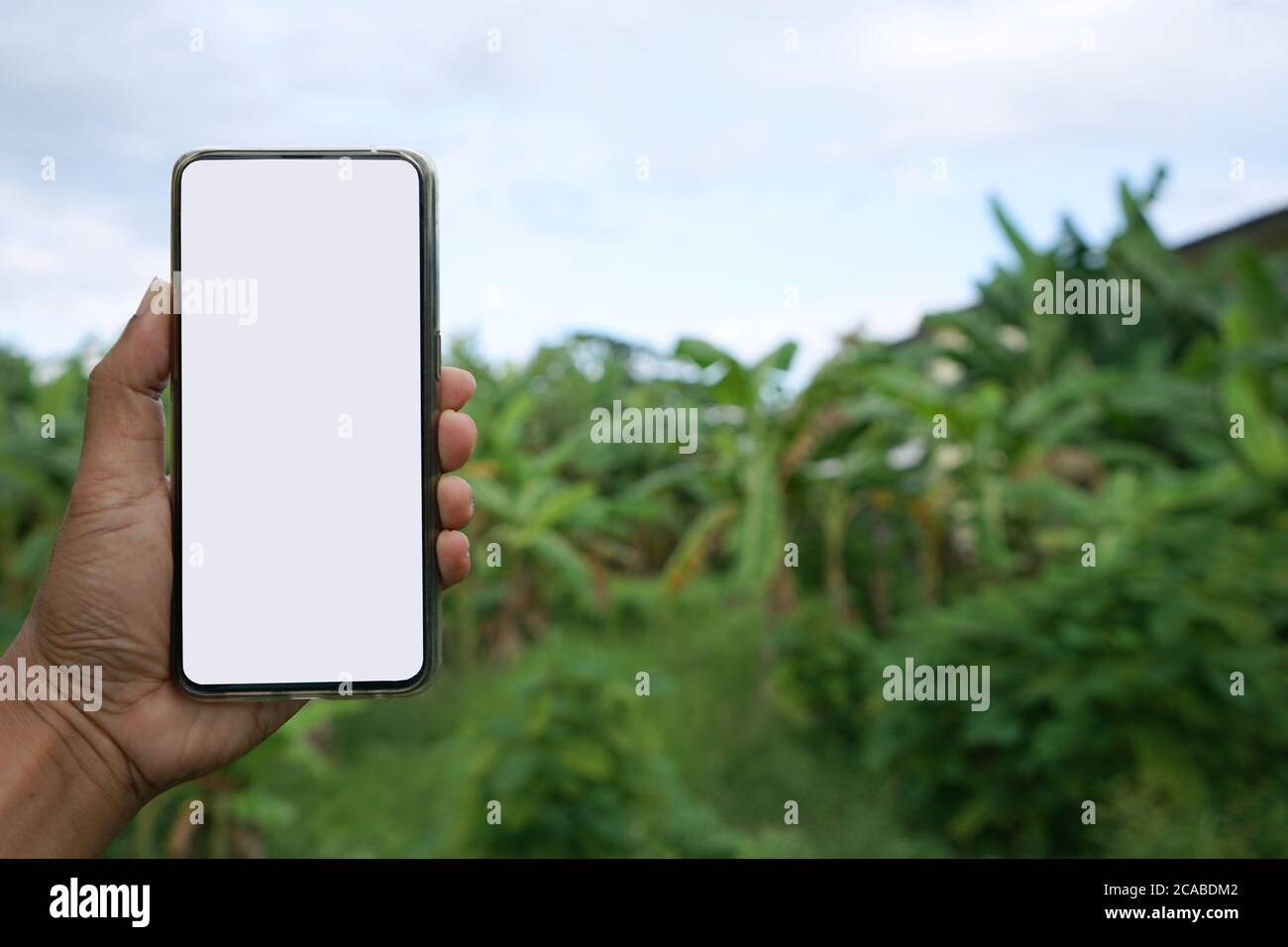 Mobile phones face blank For filling pictures or text Stock Photo - Alamy