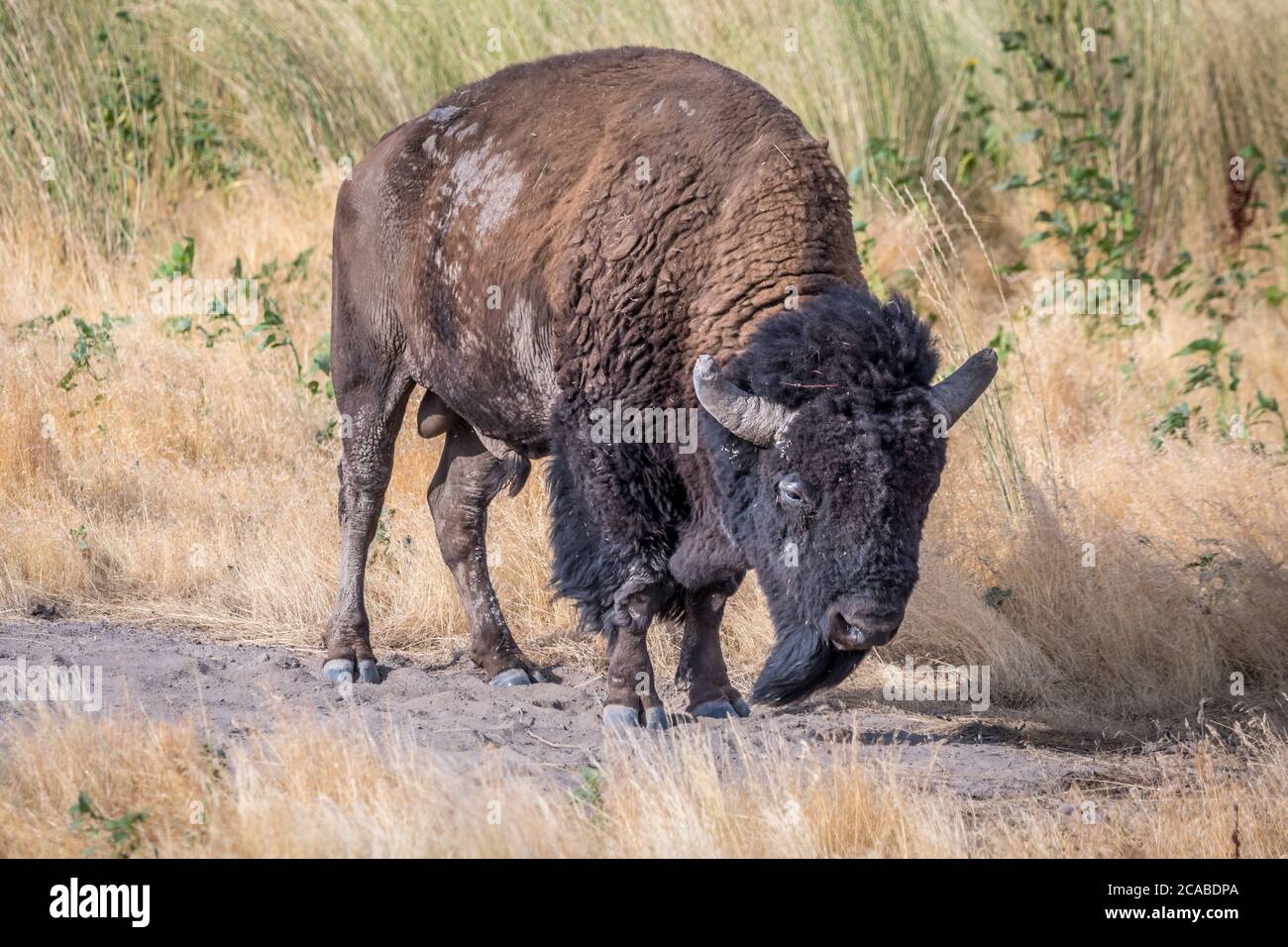 American Bison in the field of Antelope Island State Park, Utah Stock ...