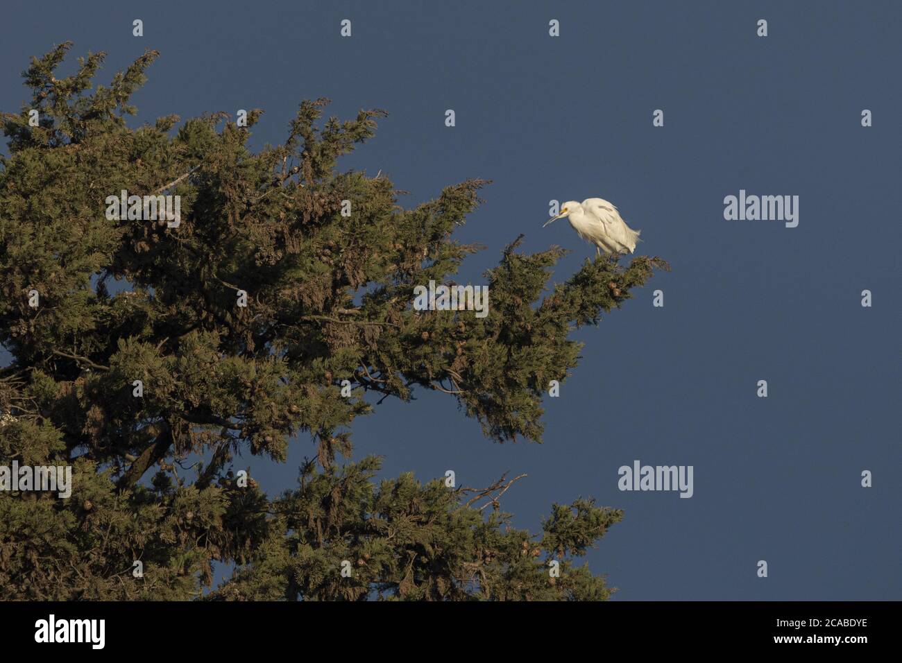 Low angle shot of egrets at sunset Stock Photo - Alamy