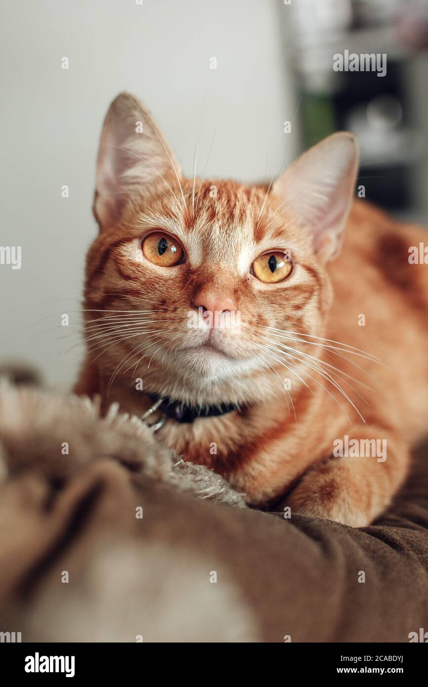 Vertical shot of a cute red striped cat with a collar Stock Photo - Alamy