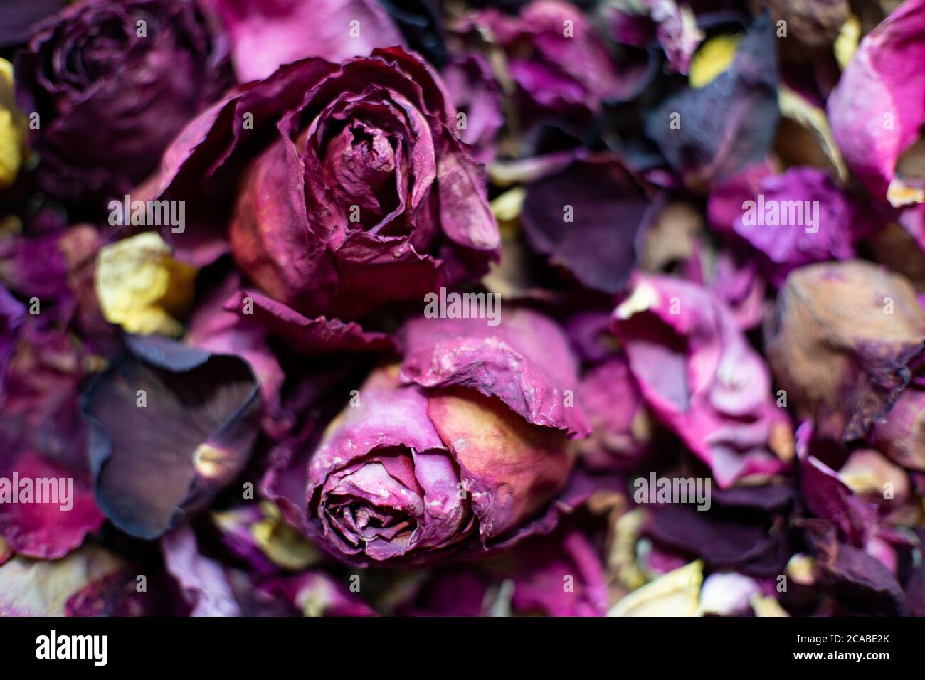 dried rose petals Stock Photo - Alamy