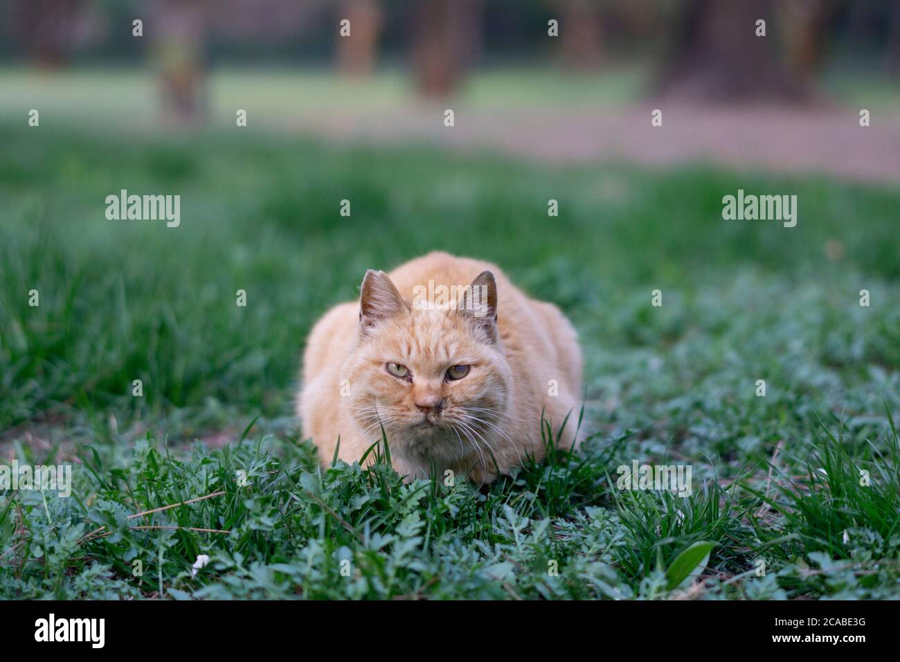 cat squatting on the grass Stock Photo - Alamy