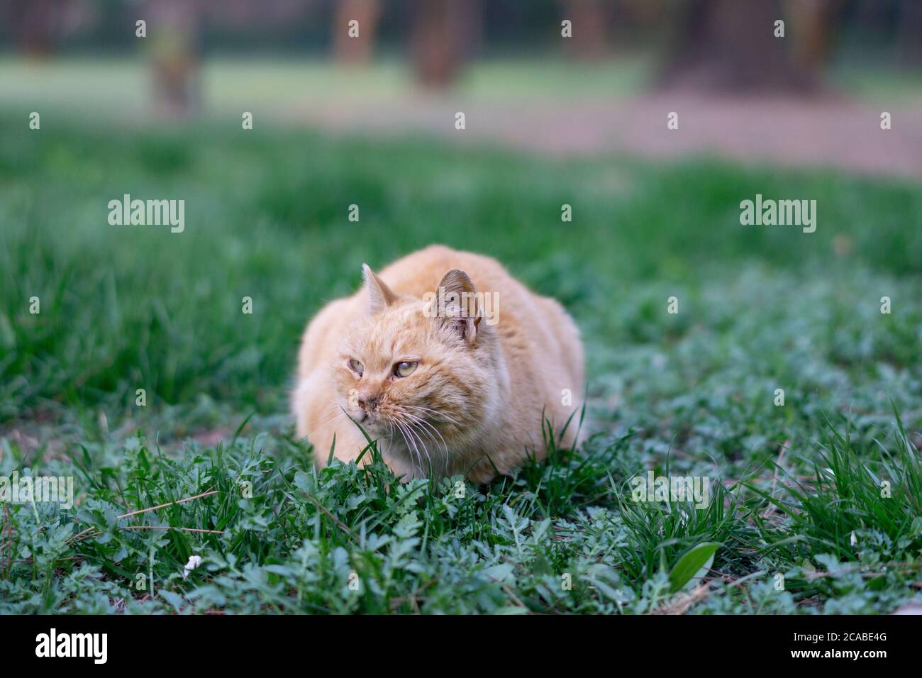 cat squatting on the grass Stock Photo - Alamy