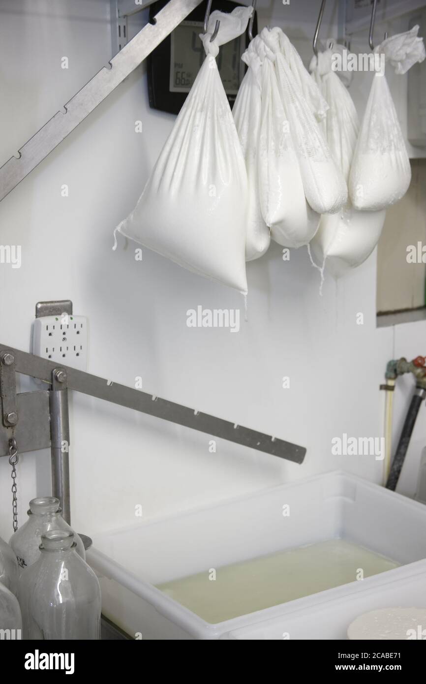 Cheese press and chevre cheese in cheese cloth bags hanging to drain in ...