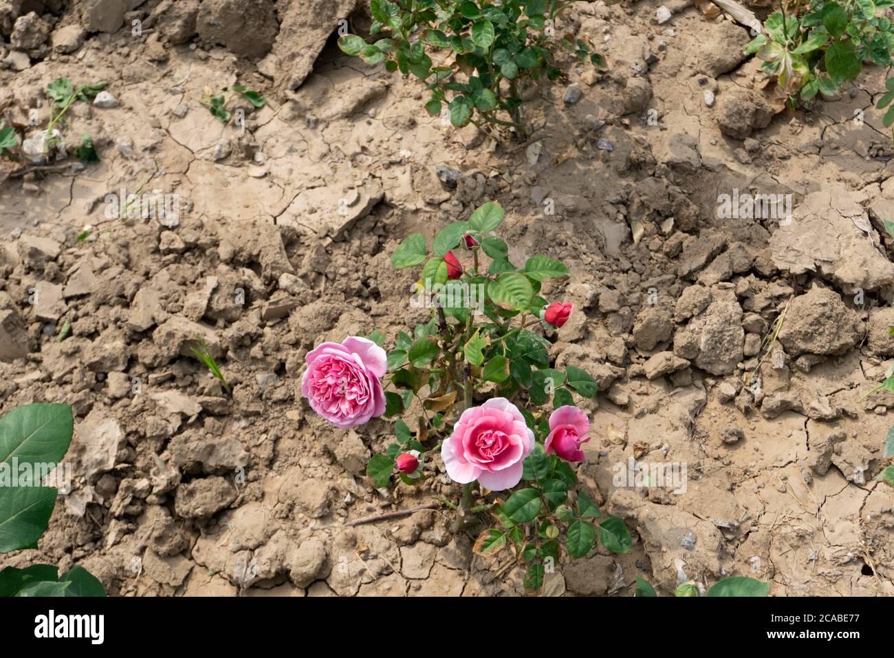 Roses plantation hi-res stock photography and images - Alamy