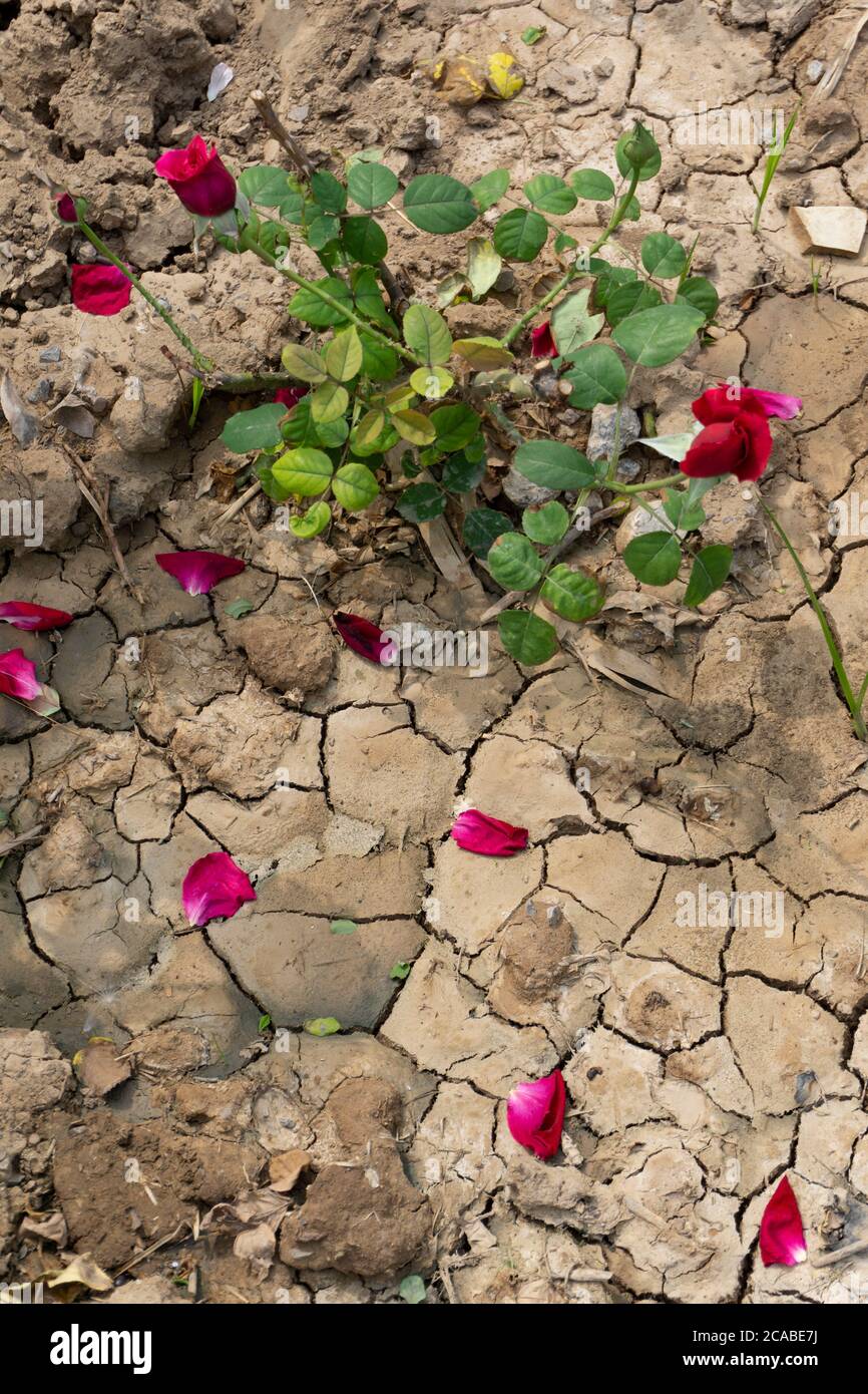 Roses plantation hi-res stock photography and images - Alamy