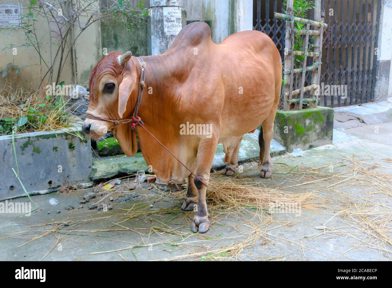 Cow with big bell hi-res stock photography and images - Alamy