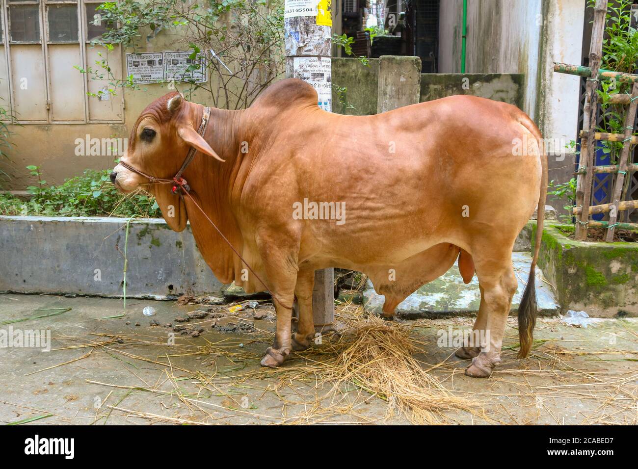 Cow with big bell hi-res stock photography and images - Alamy