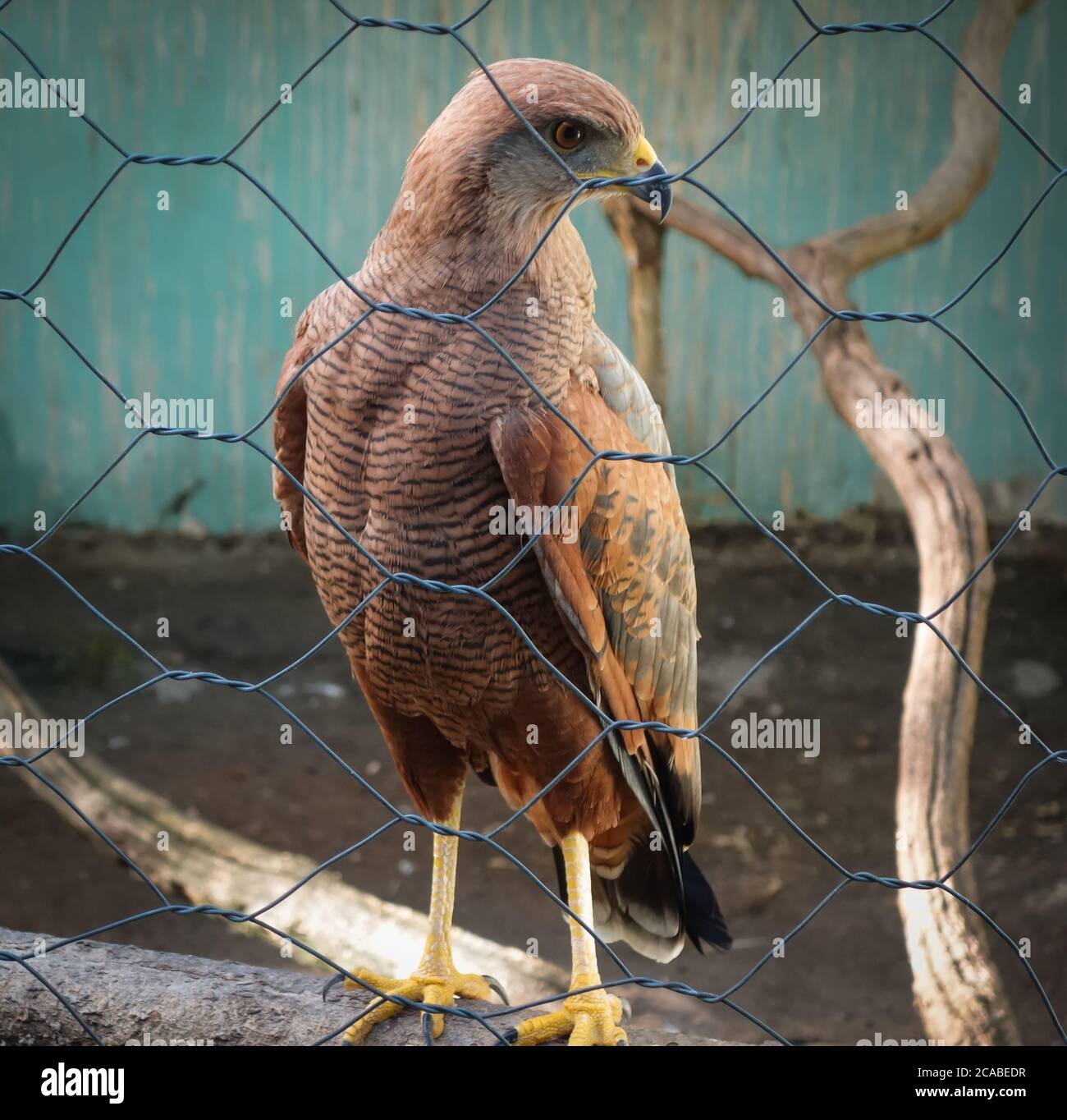 Grass behind the eagle hi-res stock photography and images - Alamy