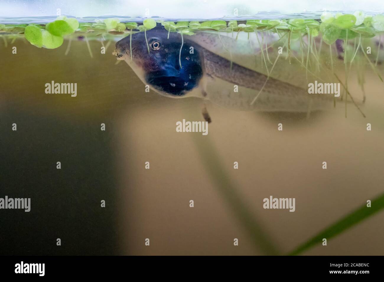 Tadpole Gills High Resolution Stock Photography and Images - Alamy