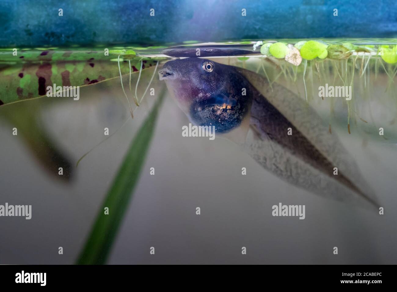 A Pacific Tree Frog tadpole which has emerged from an egg and breathes ...