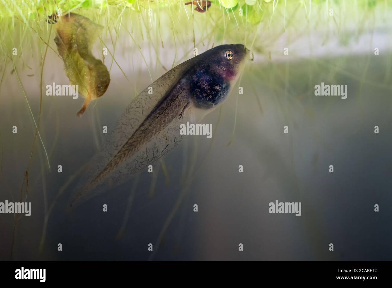 A Pacific Tree tadpole emerges from an egg and breathes through gills ...