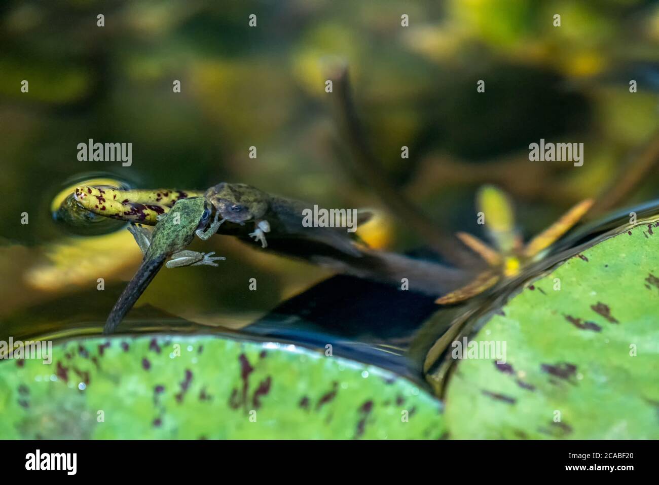 Tadpole and a frog together hi-res stock photography and images - Alamy