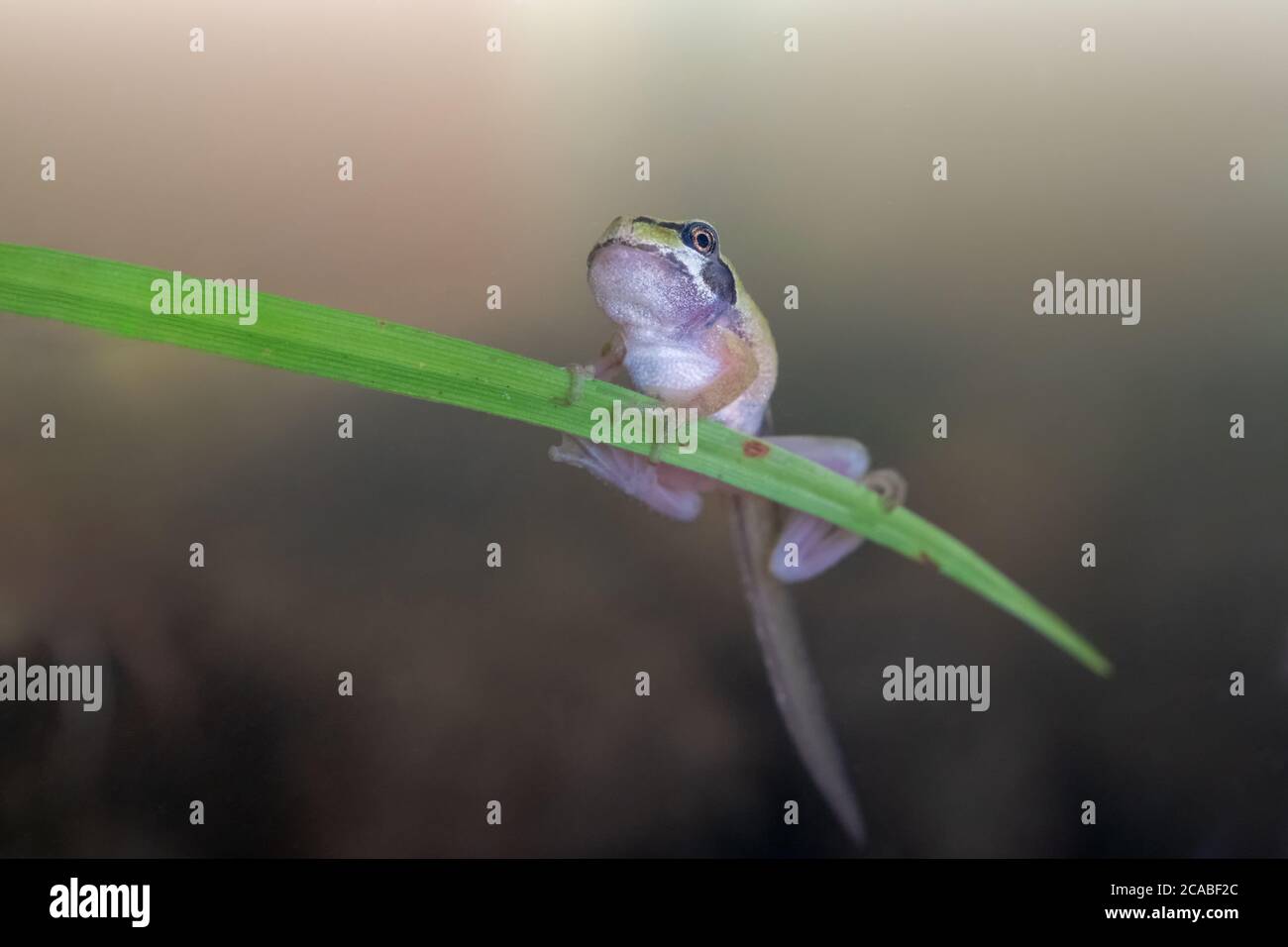 A Pacific Tree tadpole which has sprouted legs and arms, but still has ...