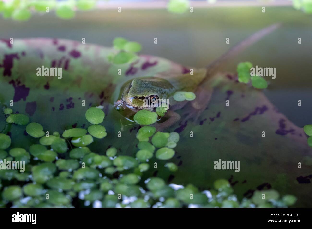 A Pacific Tree tadpole which has sprouted legs and arms, but still has ...
