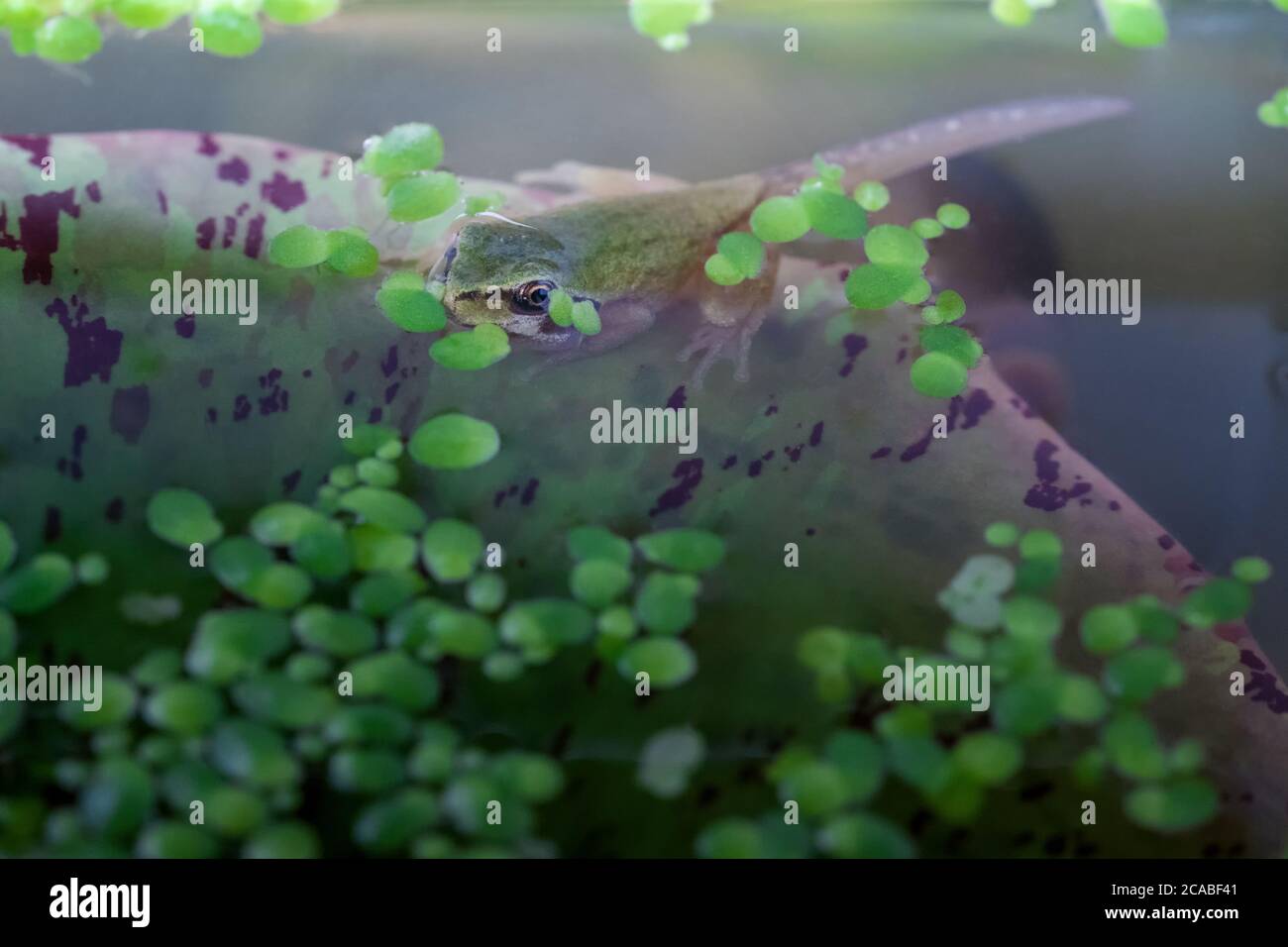 A Pacific Tree tadpole which has sprouted legs and arms, but still has ...