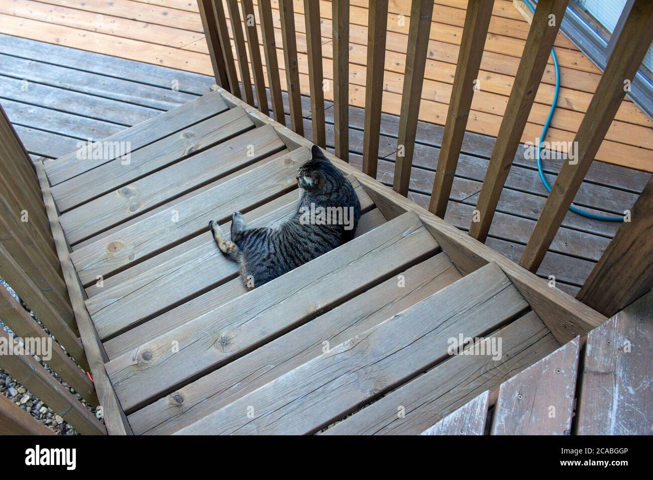 High angle view of a gray stripe tabby cat reclining on an outdoor ...