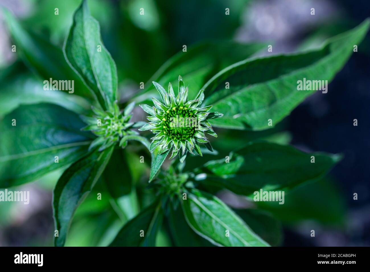 Macro view of emerging flower buds on a purple coneflower (echinacea ...