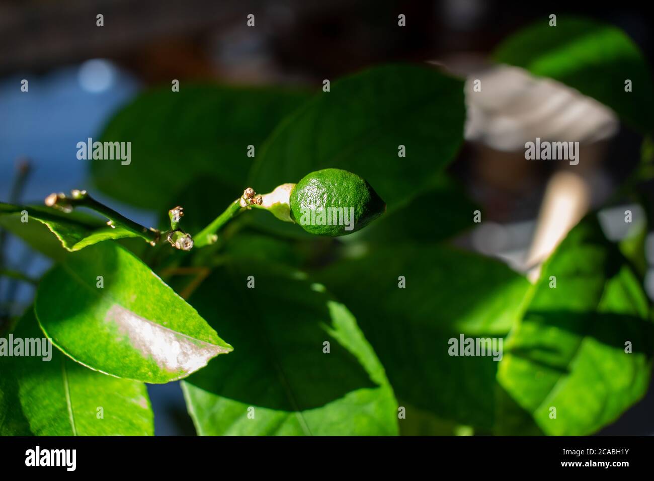 Lemon leaves single fruit hi-res stock photography and images - Alamy