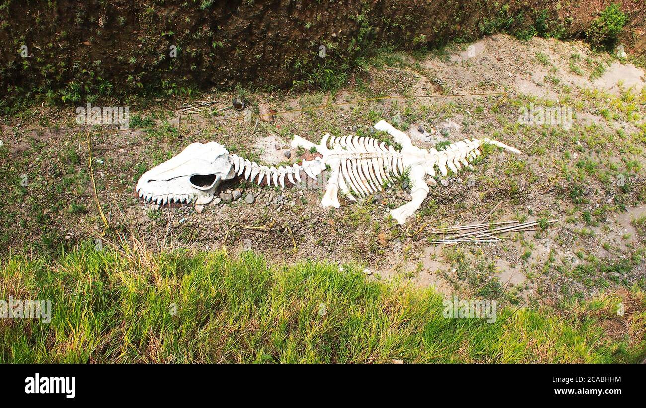 Skeleton statue hi-res stock photography and images - Alamy