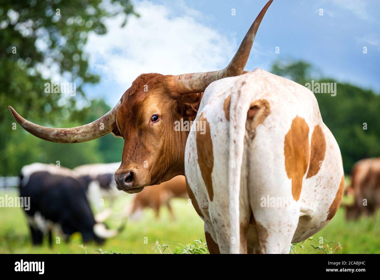 Closeup of turning Texas longhorn in the summer pasture. Trees and blue ...
