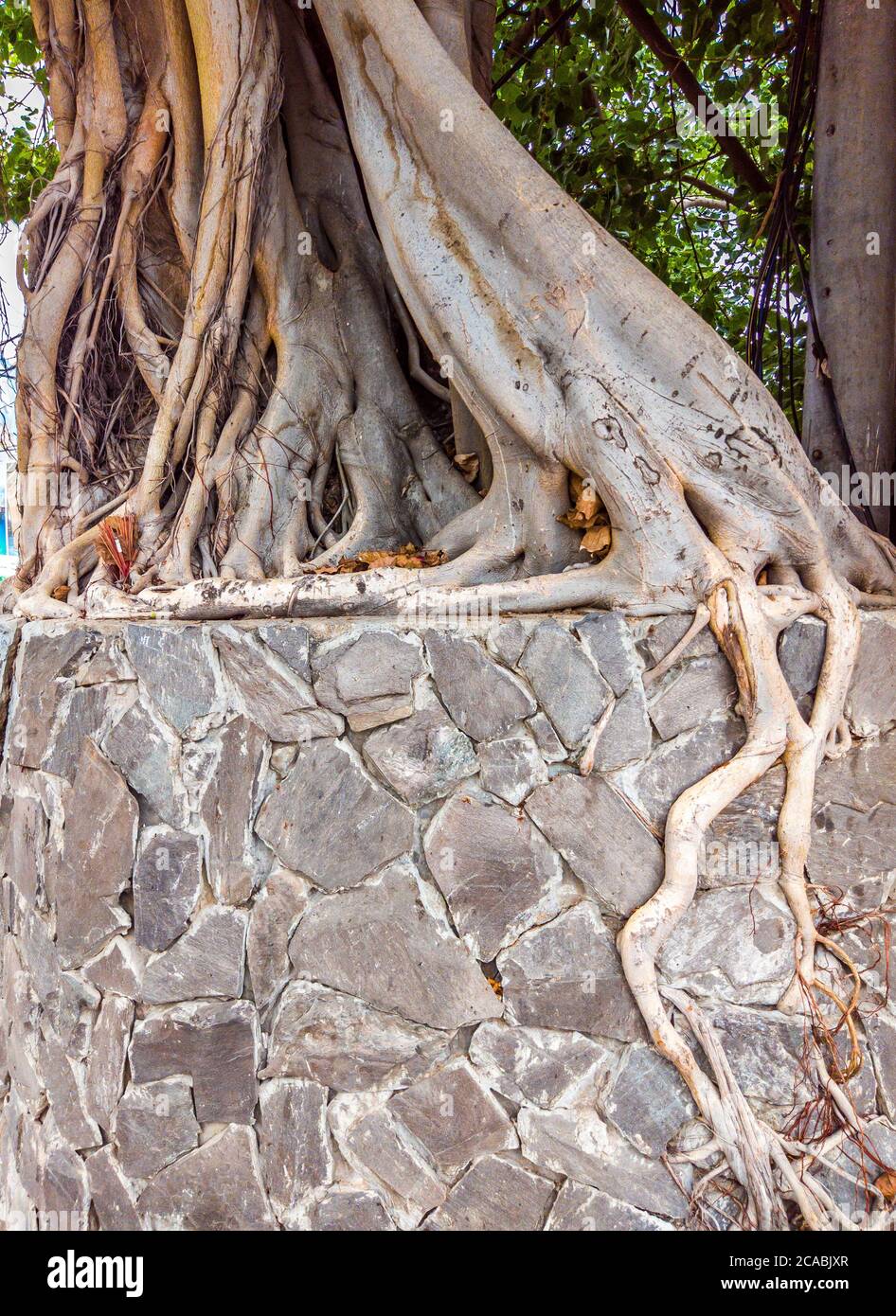 Tree root cover stone wall background. Postcard, poster. Ideal for use ...
