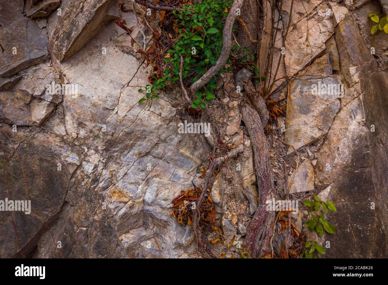 Closeup of dark aged shabby cliff cracks with plant roots and leaves ...