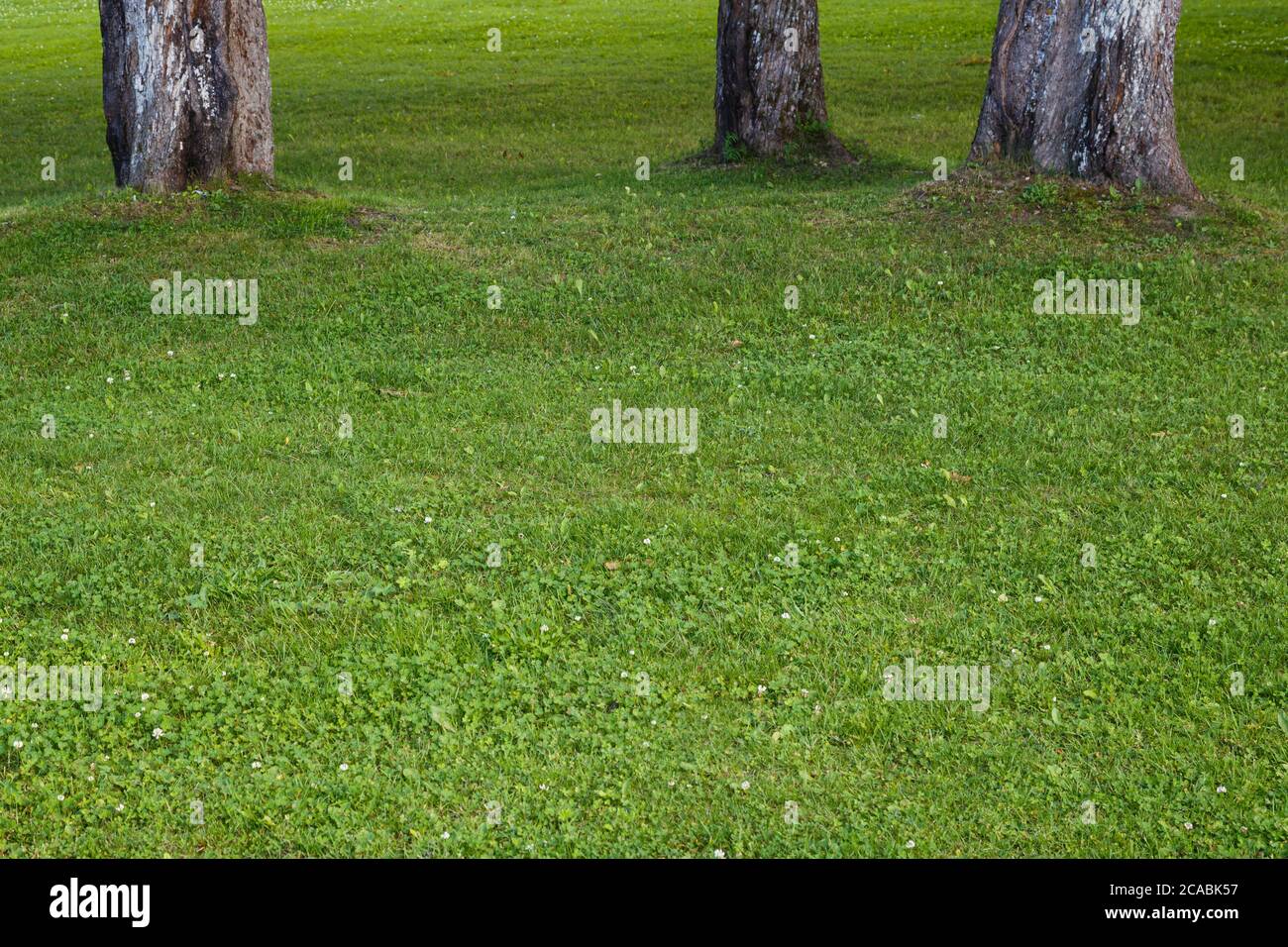 Fresh tree trunks hi-res stock photography and images - Alamy